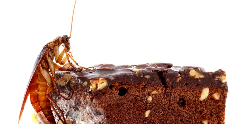 Bug Brownie Gut Load Insect Food Gel (1/4 lb)